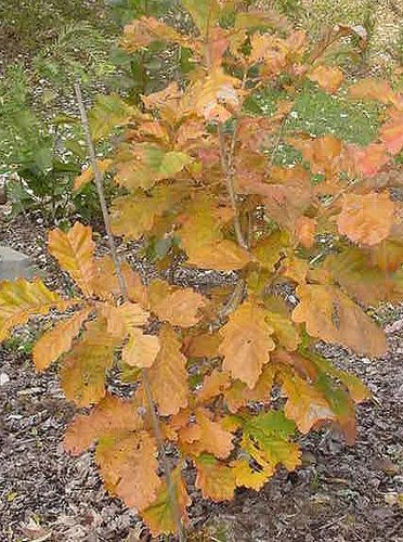 Quercus dentata | Daimyo Oak | Japanese Emperor Oak | plant lust