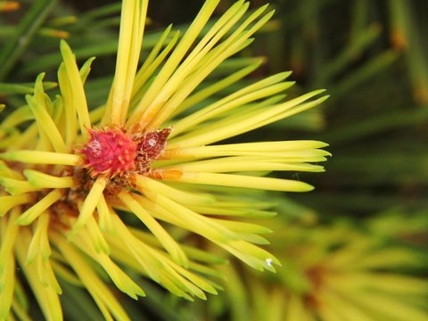 Pinus contorta 'Taylor's Sunburst' | Pinus contorta 'Taylor Sunburst ...