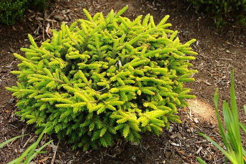 Picea orientalis 'Tom Thumb' | Picea orientalis 'Tom Thumb Gold' | Tom ...