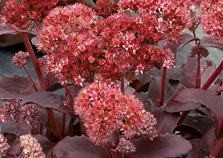 Sedum 'Raspberry Truffle' PP22755 | Raspberry Truffle Stonecrop | plant ...