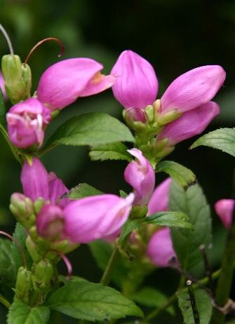 Chelone obliqua | Purple Turtlehead | Red Turtlehead | plant lust