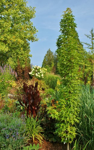 liquidambar styraciflua fruitless