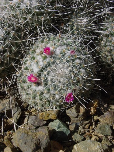Mammillaria geminispina | Cactus elegans | Cactus geminispinus ...
