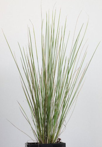 Poa poiformis [East coast] | Blue Tussock Grass | plant lust