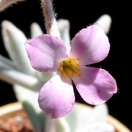 Kalanchoe eriophylla | Blue Kalanchoe | plant lust