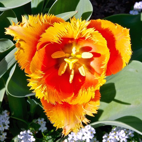 Tulipa 'Rococo' | Parrot Tulip | plant lust