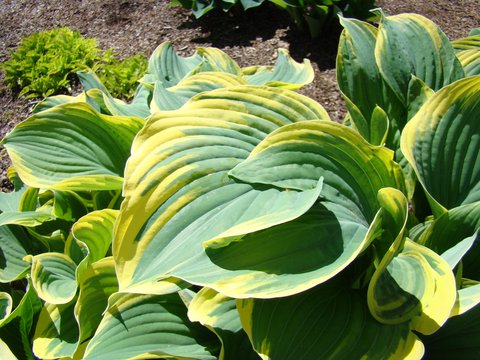 Hosta 'Magic Fire' | | plant lust