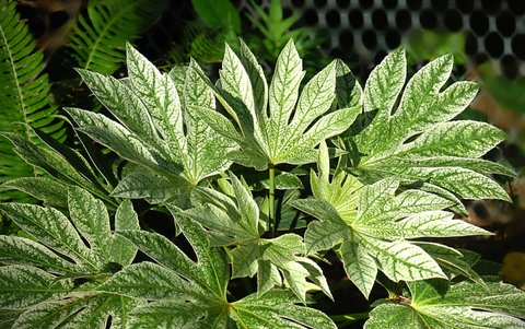 Fatsia japonica 'Tsumugi Shibori' | Fatsia japonica 'Spider's Web ...