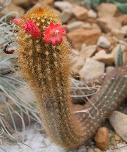 Cleistocactus icosagonus | Binghamia humboldtii | Borzicactus ...