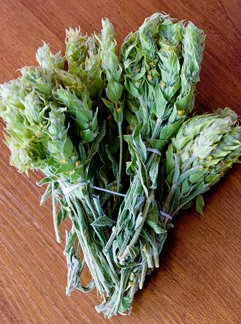 Sideritis scardica | Bulgarian Viagra | Pirinski Tea | plant lust