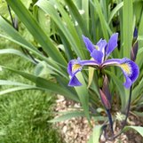 Iris x robusta 'Gerald Darby' | Iris versicolor 'Gerald Darby' | plant lust