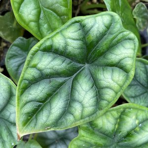 Plant Lust | Category | Planting conditions