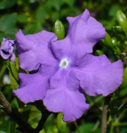 Brunfelsia pauciflora 'Macrantha' | Brunfelsia magnifica | Brunfelsia ...