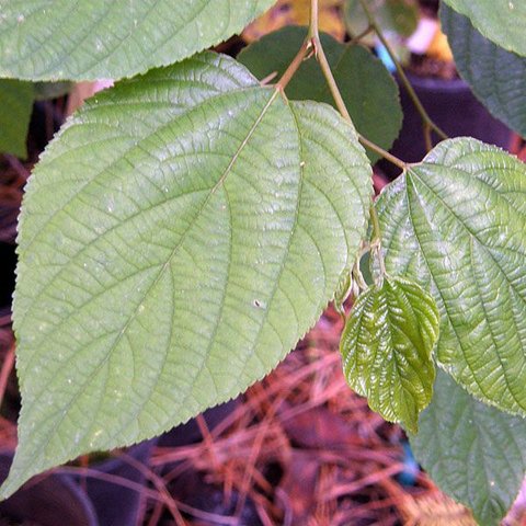Poliothyrsis sinensis | Chinese Pearlbloom | plant lust