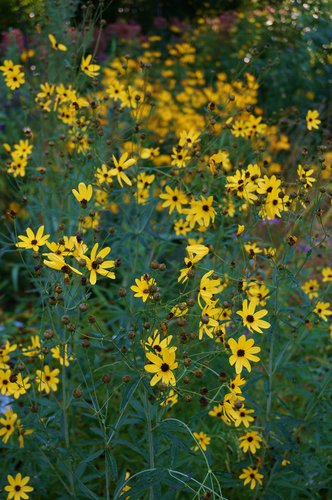 Coreopsis tripteris | Tall Tickseed | Tickseed | plant lust