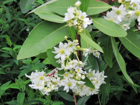 Drimys winteri | Drimys winteri [cl 1] | Wintera aromatica | Winter's ...