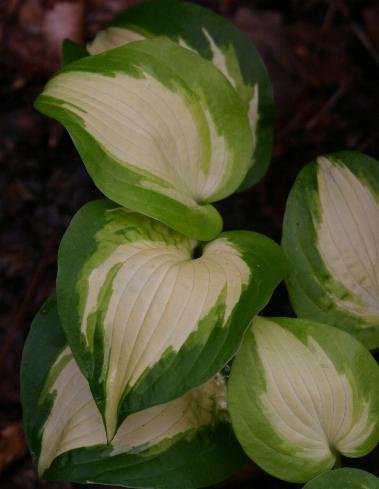 Hosta 'Summer Music' | | plant lust