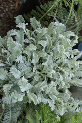 Tanacetum densum ssp. amani | Tanacetum 'Beth Chatto' | Tanacetum ...
