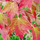 Acer rubrum 'Sun Valley' | Sun Valley Red Maple | plant lust