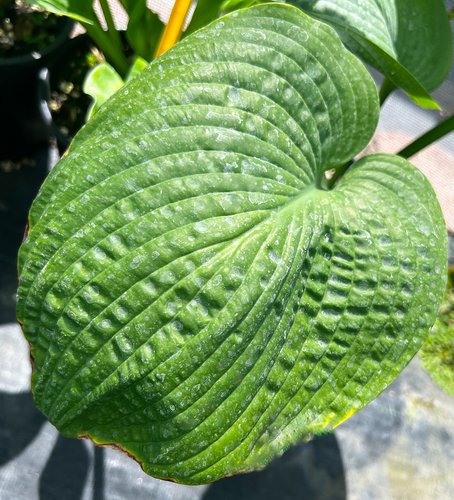 Hosta 'Jurassic Park' | | plant lust
