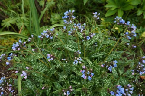 Pulmonaria 'Roy Davidson' | Pulmonaria longifolia 'Roy Davidson' | Roy ...