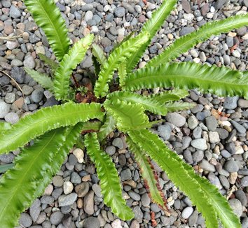 Asplenium from multiple nurseries on Plant Lust