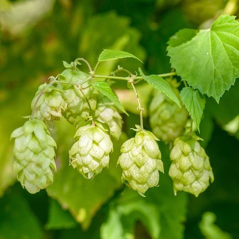 Humulus lupulus 'Cascade' | Cascade Hops | plant lust