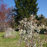 Prunus Snow Fountains® | Prunus 'Snow Fountain' | Prunus 'Snow ...