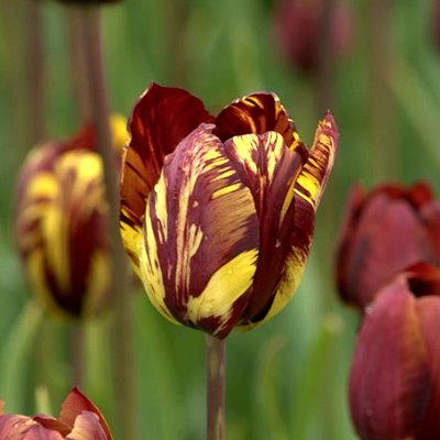 Tulipa 'Absalon' | Tulipa 'Absalom' | Tulipa Historic 'Absalon ...