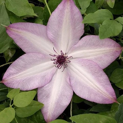 Clematis 'Utopia' | | plant lust