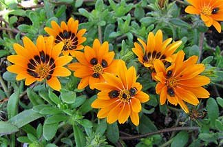 Gorteria diffusa | Beetle Daisy | plant lust