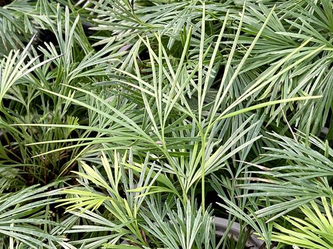 Actiniopteris australis | Eyelash Fern | plant lust