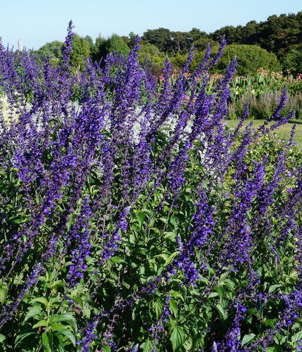 Salvia 'Indigo Spires' | Salvia x 'Indigo Spires' | plant lust