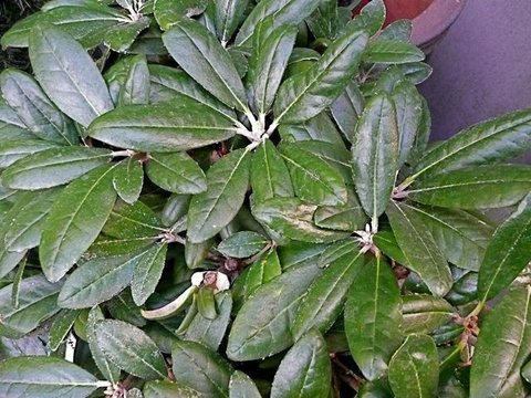 Rhododendron 'Crete' | | plant lust