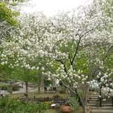 Amelanchier asiatica | Asian Serviceberry | plant lust