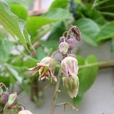 Manihot grahamii | Hardy Tapioca | plant lust