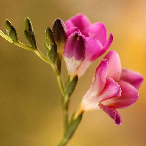 Freesia [Single Pink Grower's Blend] | Freesia 'Single Pink Grower's ...