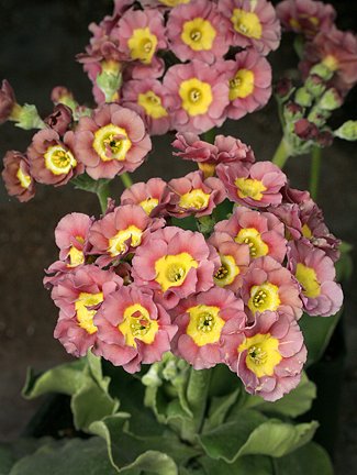 Primula auricula 'Pink Lemonade' | Pink Lemonade Alpine Auricula | Pink ...
