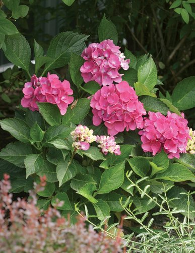 Hydrangea macrophylla Cityline® Venice PP10928 | Hydrangea macrophylla ...