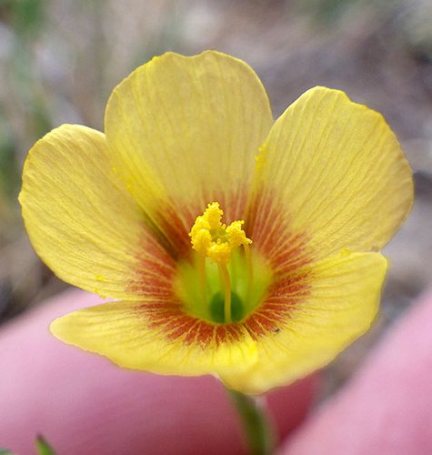 Linum rigidum | Large-Flower Yellow Flax | plant lust