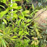 Ilex serrata 'Koshobai' | Finetooth Holly | Japanese Winterberry ...