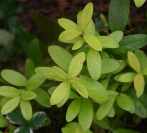 Hypericum calycinum 'Brigadoon' | Hypericum calycinum 'Briggadoon ...