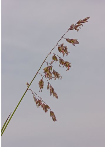 Hierochloe Occidentalis California Sweetgrass Vanilla Grass Plant Lust