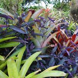 Tradescantia pallida 'Purple Heart' | Setcreasea pallida | Setcreasea ...