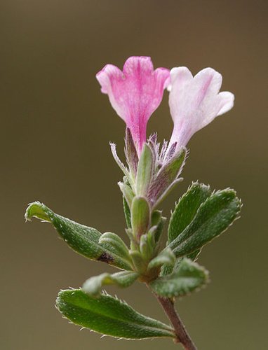Lithodora hispidula | plant lust