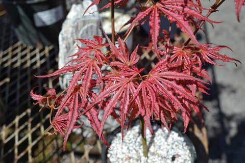 Acer palmatum 'Mikazuki' | Acer palmatum 'Mika zuki' | Mikazuki ...