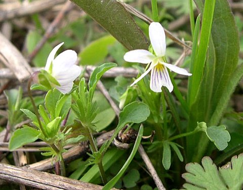 Viola canadensis | Canadian White Violet | plant lust
