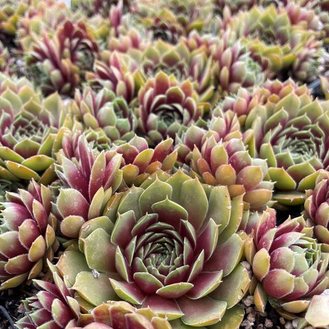 Sempervivum 'Round Midnight' | | plant lust