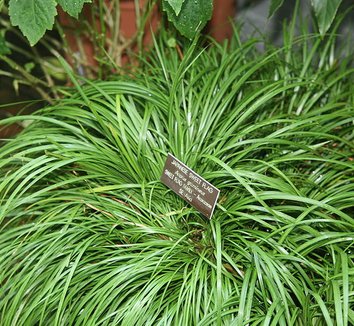 Acorus gramineus 'Minimus Aureus' | Acorus gramineus 'Pusillus Aurea ...