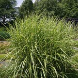 Miscanthus sinensis 'Strictus' | Porcupine Grass | Strictus Chinese ...